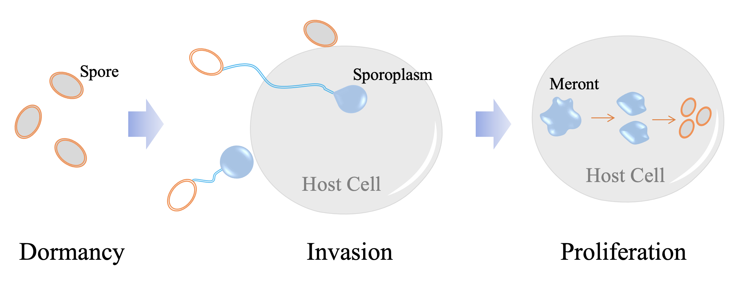 MicLab - Chongqing Key Laboratory of Microsporidia Infection and Control