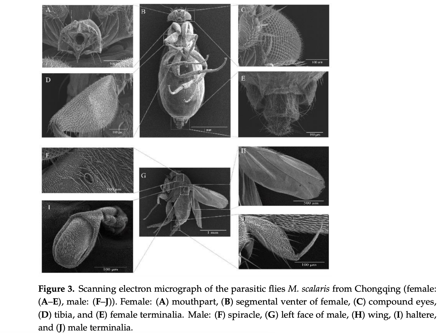 MicLab - Chongqing Key Laboratory of Microsporidia Infection and Control