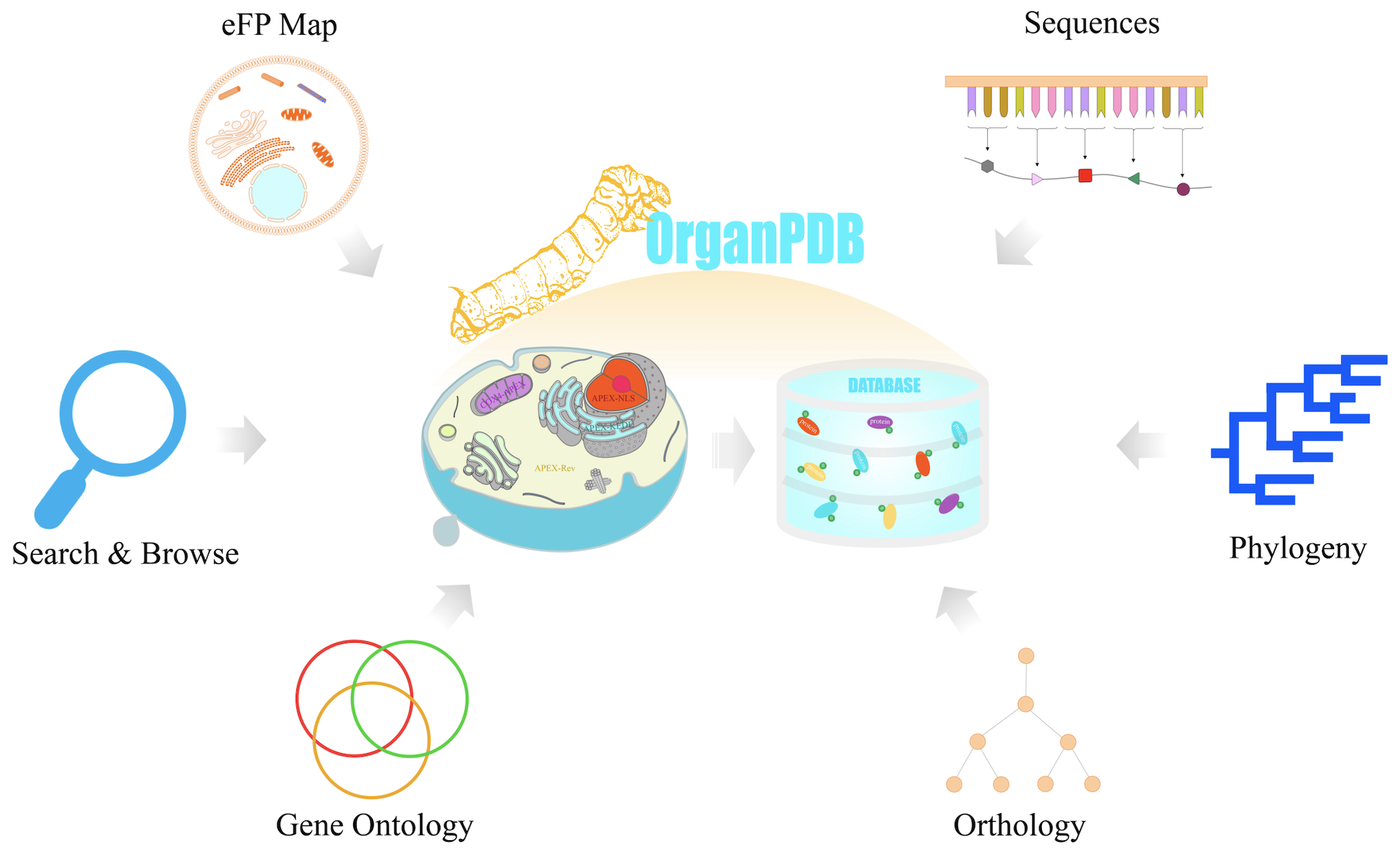 MicLab - Chongqing Key Laboratory of Microsporidia Infection and Control