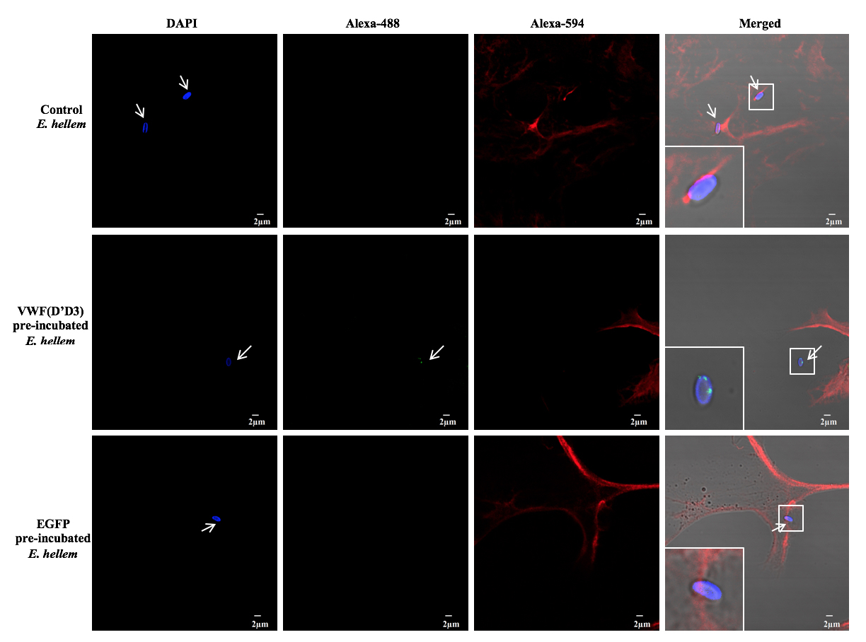 MicLab - Chongqing Key Laboratory of Microsporidia Infection and Control