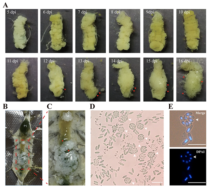 MicLab - Chongqing Key Laboratory of Microsporidia Infection and Control