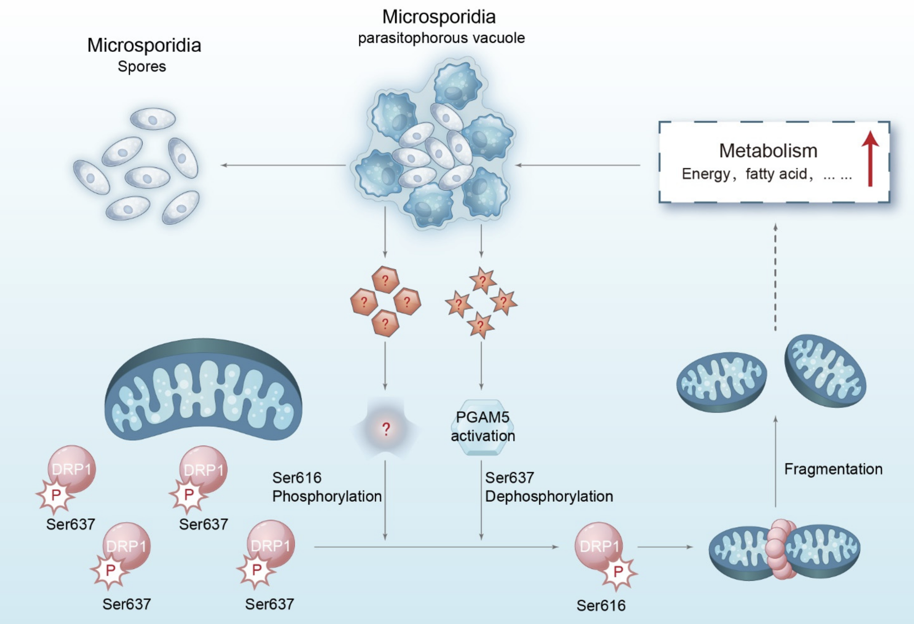 MicLab - Chongqing Key Laboratory of Microsporidia Infection and Control